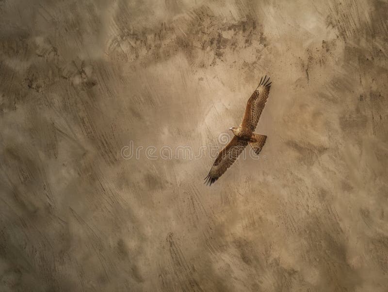 Hawk in Flight stock photo. Image of bird, prey, outdoors - 364518356