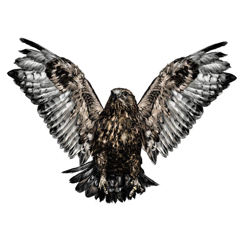 Hawk in Flight with Spread Wings and Clawed Paws in Front Stock Vector ...