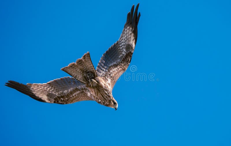 Hawk in Flight: a Stunning Display of Artistic Patterns Against a Blue ...