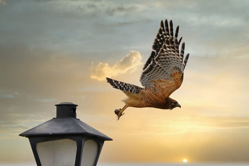 Hawk in Flight at Sunset stock photo. Image of majestic - 350200242