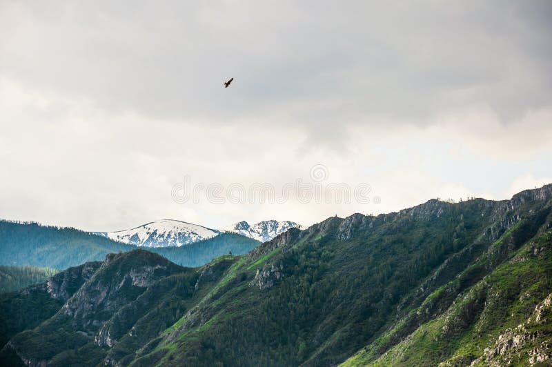 Hawk Flying Above the Mountains Stock Image - Image of animal, raptor ...
