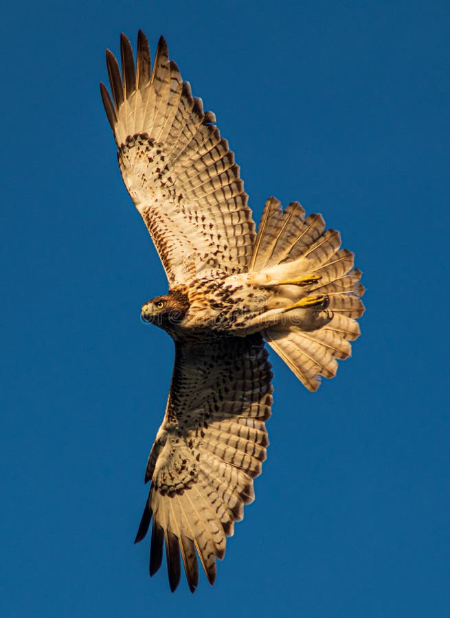 Hawk Flying during Afternoon Time Stock Photo - Image of wildlife ...