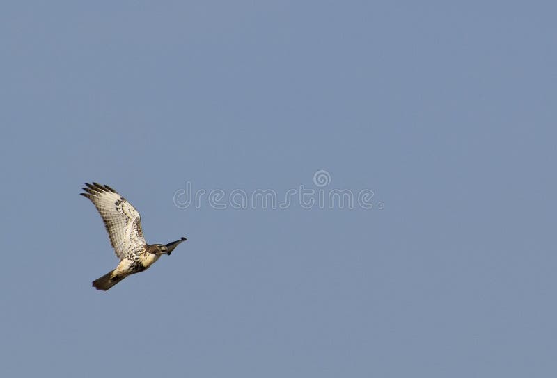 Pretty hawk stock photo. Image of feathers, kestrel, hunter - 30381184