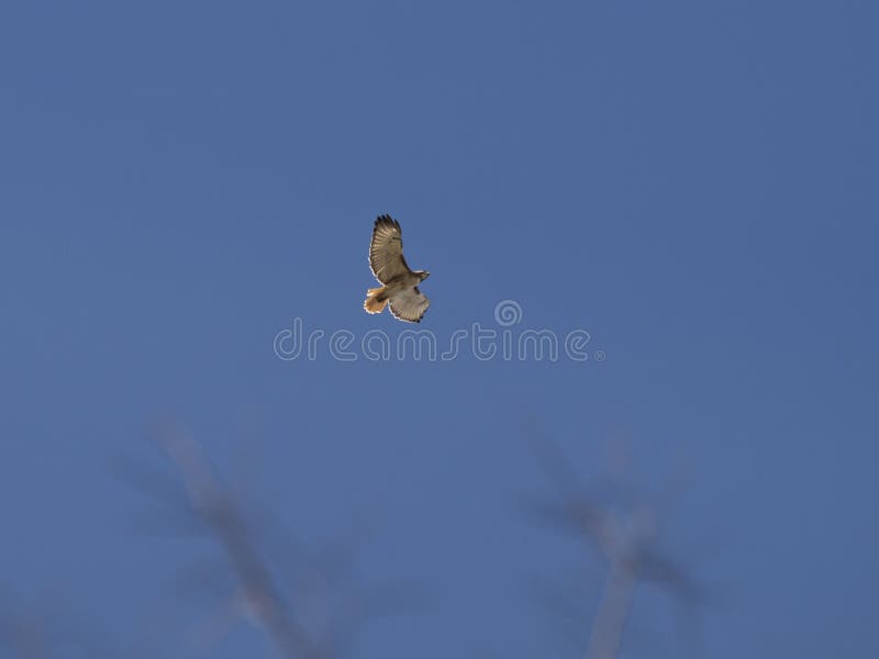Hawk flying high stock photo. Image of actions, flight - 67018932