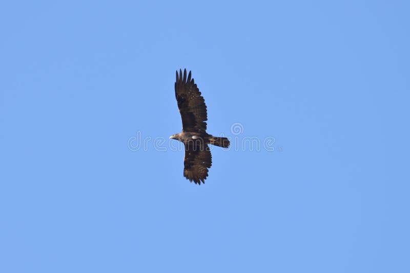 A Hawk Flying High Over Lower Lake Stock Image - Image of lake, hawk ...