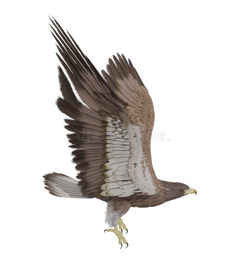 Hawk Flying Isolated on White Background Stock Illustration ...