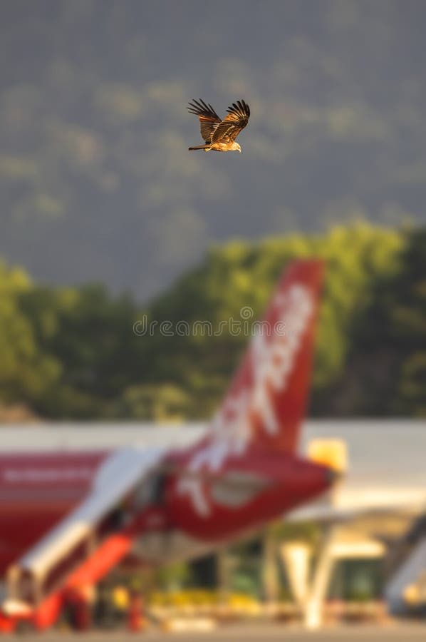 Hawk Flying Over Airport Runway Stock Image - Image of seek, eagle ...