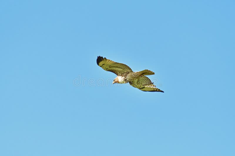 A Hawk Flying Over and Away Stock Photo - Image of predator, large ...
