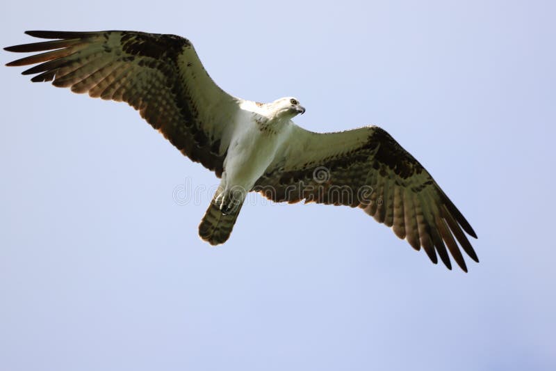 Hawk Flying Over the Beach in Belize Stock Photo - Image of grey, beach ...