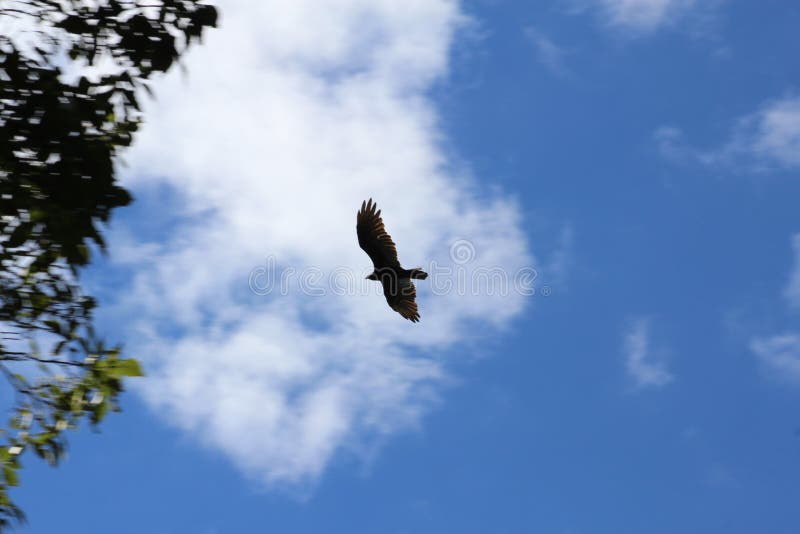 A hawk flying over stock image. Image of hawk, hungry - 45931675