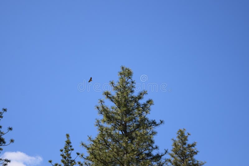 Hawk Flying Over Pine Tree Mountains Stock Photos - Free & Royalty-Free ...