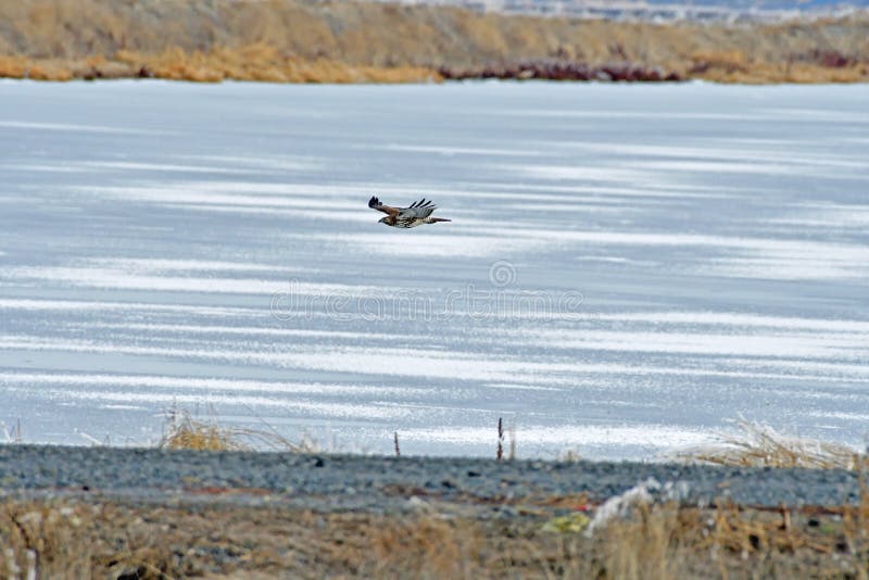 A Hawk Flying High Under the Sky Stock Image - Image of oregon ...