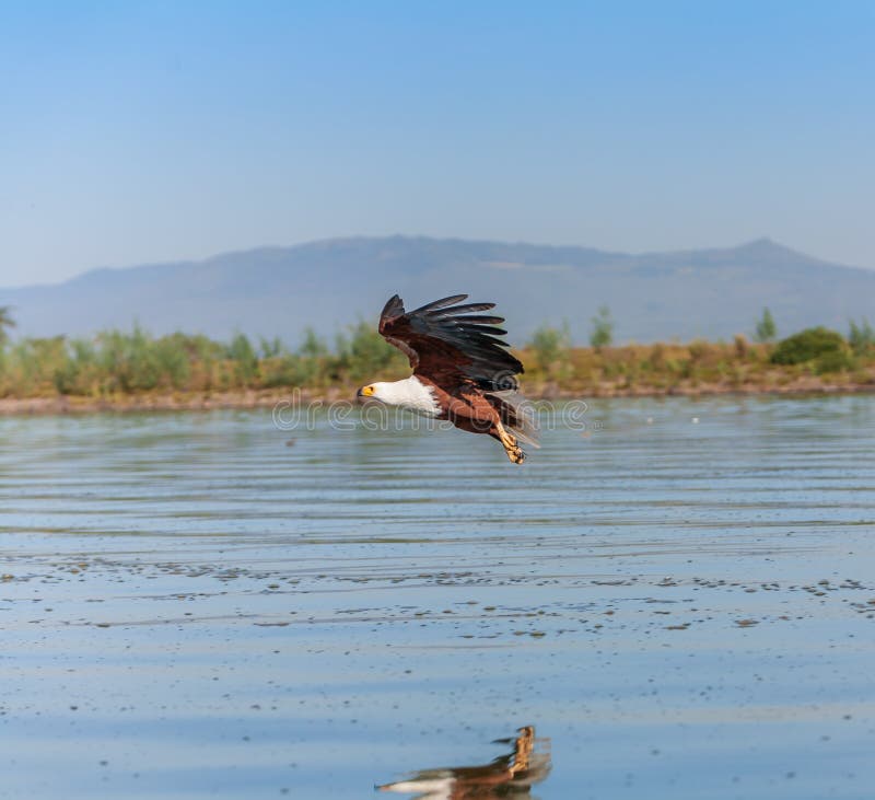 Hawk flying over the water stock image. Image of lake - 49166277
