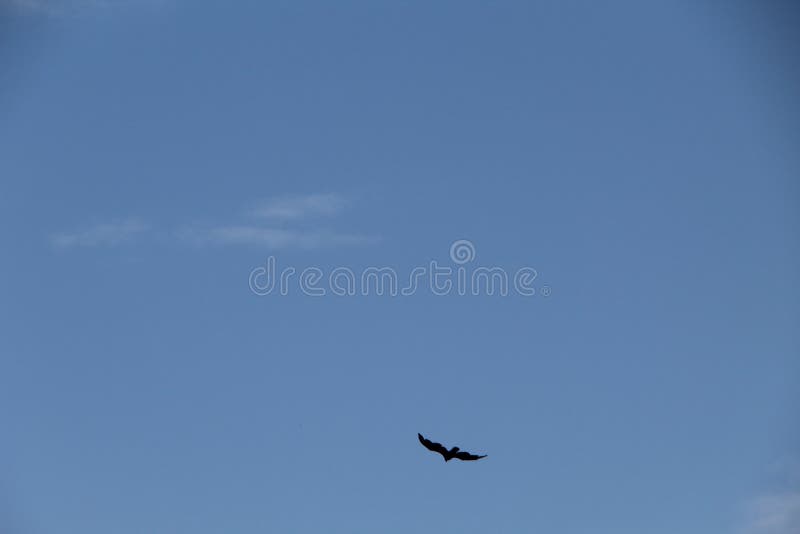 Hawk flying overhead stock image. Image of blooming - 123492239