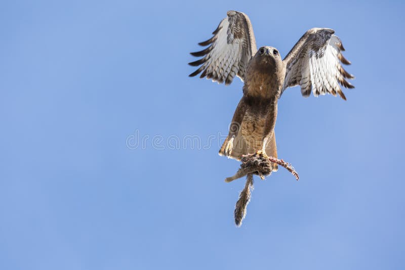 Hawk flying with prey stock image. Image of wild, hawk - 275469425