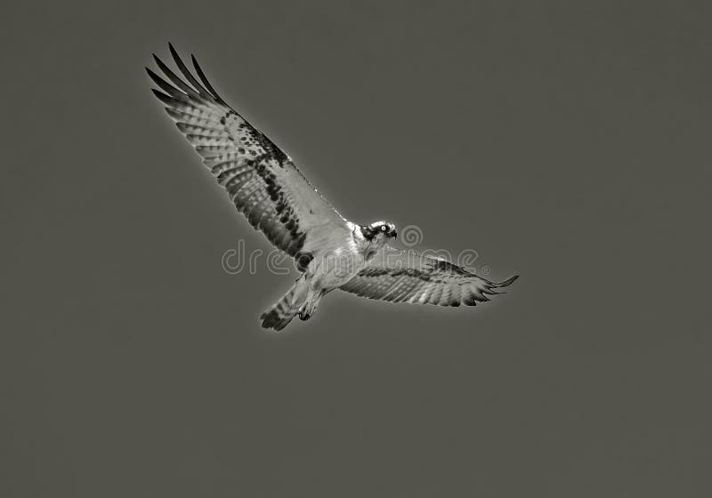 Hawk flying in sky stock image. Image of animal, falcon - 29123675
