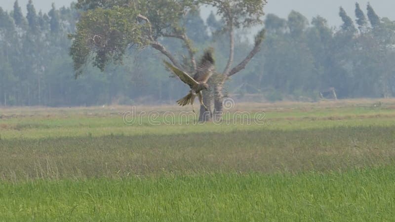 Hawk Flying on Sky Over Field Stock Footage - Video of eating, black ...