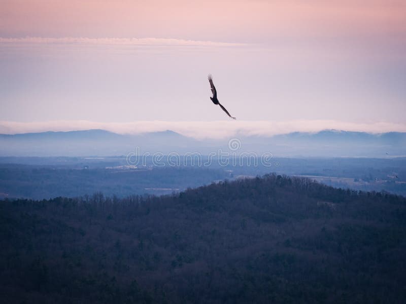 Hawk is Flying at the Sunrise Stock Image - Image of isflying, flight ...