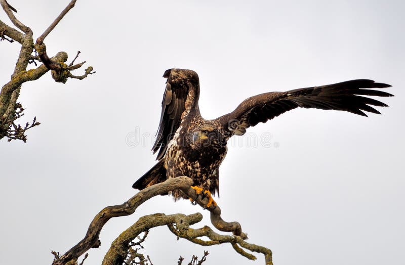Hawk flying to Tree branch stock photo. Image of bird - 30190536