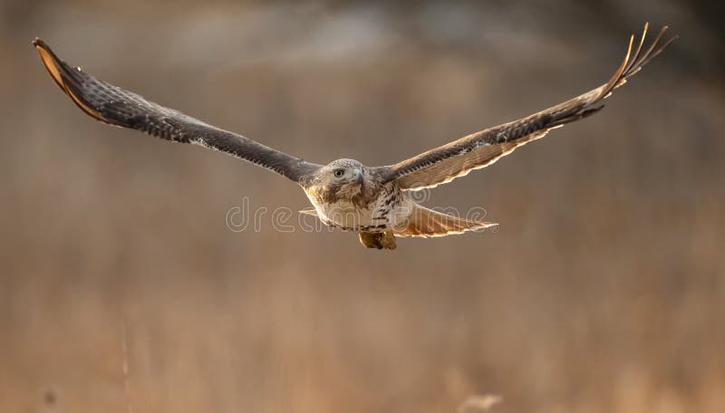 Hawk Flying Up Close while Hunting Stock Photo - Image of details ...