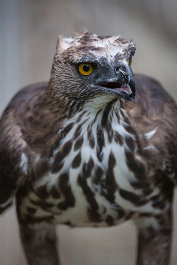 Hawk stock photo. Image of asia, danger, eyes, hawk, focus - 48291594