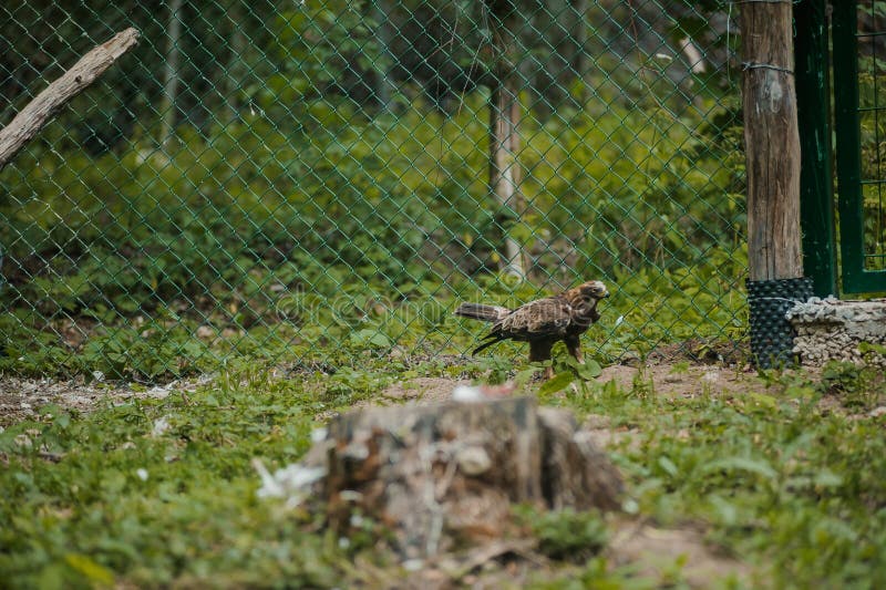 Hawk in the Forest, Mesh in the Background. Bird of Prey from the Hawk ...