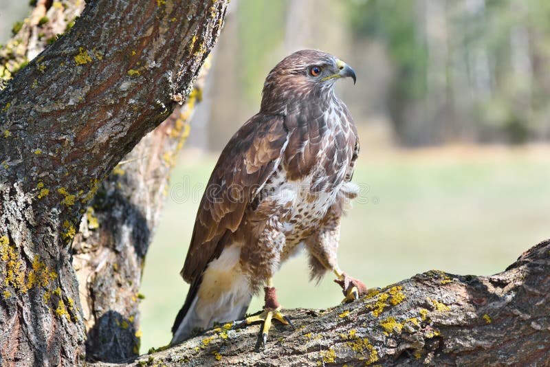 Hawk in a forest stock image. Image of open, eagle, hunter - 145757789