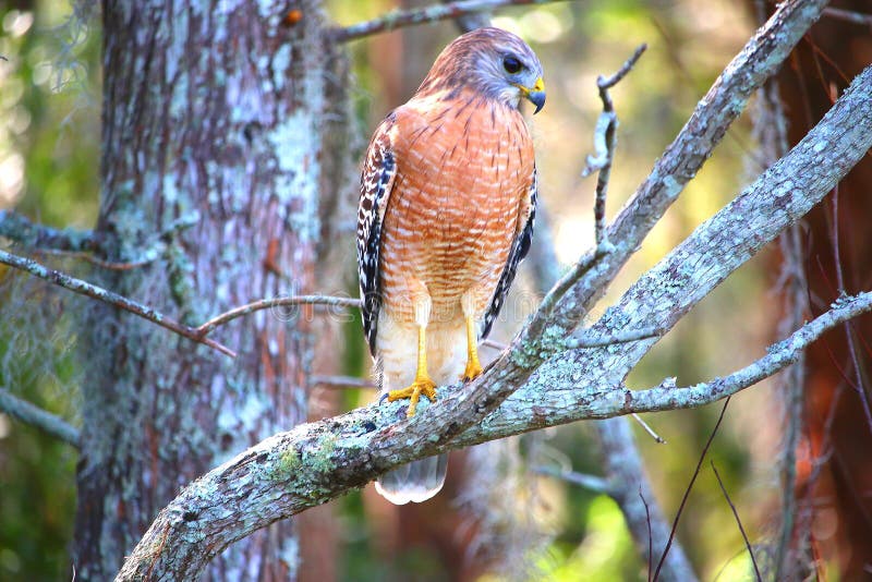 Hawk with Full Wing Span Blue Sky Stock Image - Image of bird, hawk ...
