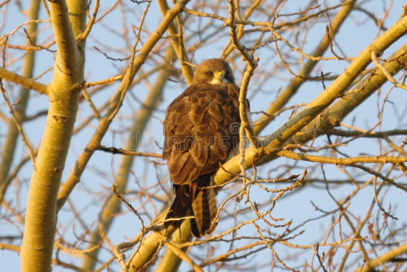 Hawk stock photo. Image of hawk, feathers, pray, morning - 54613802