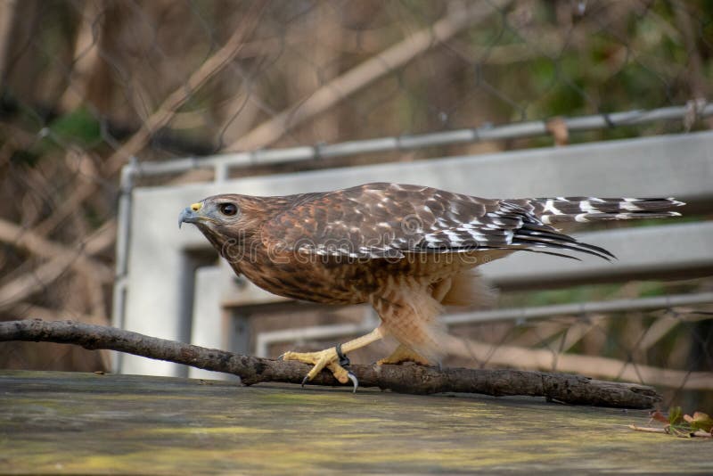 Hawk about To Take Off into Flight Stock Photo - Image of detail, hank ...