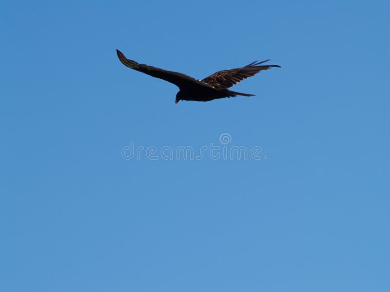 Hawk Gliding with Spread Wings Against Clear Blue Sky Stock Image ...