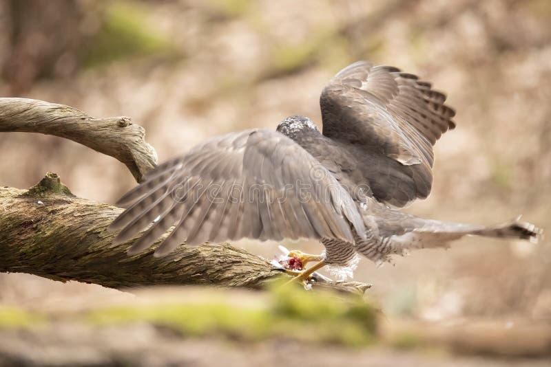Gos Hawk, Hawk. Accipiter Gentilis Stock Photo - Image of april, forest ...