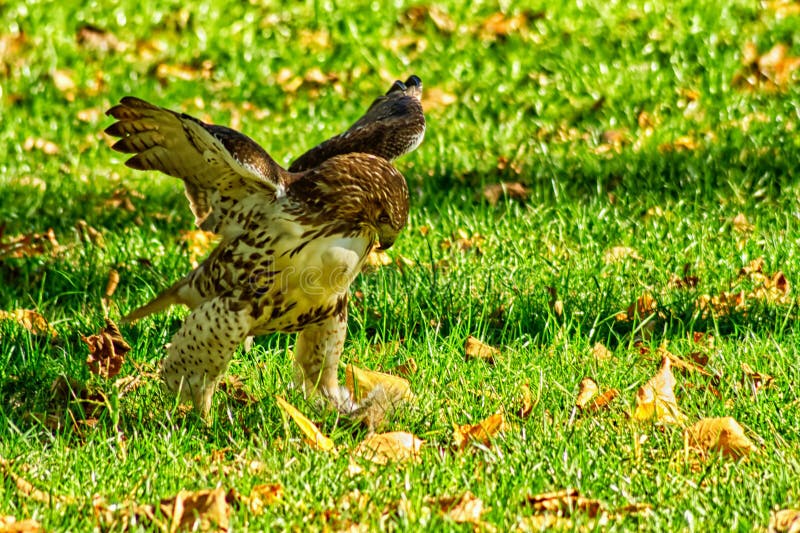 Hawk Grabbing Prey Stock Photos - Free & Royalty-Free Stock Photos from ...