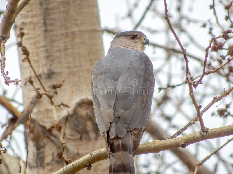 A Hawk with Grey Back Feathers and a Light Underside Perches on a Bare ...