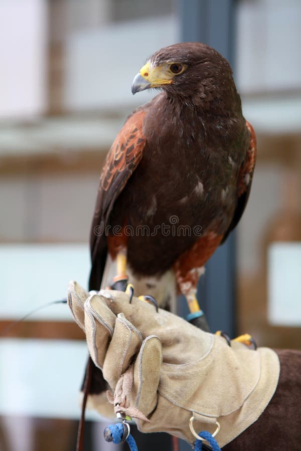 578 Hobby Hawk Stock Photos - Free & Royalty-Free Stock Photos from ...