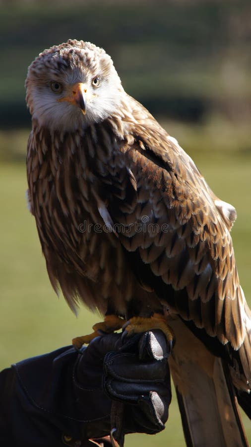 Hawk on hand of trainer stock photo. Image of falconery - 51876532