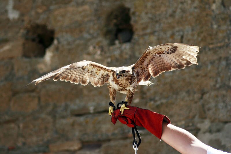 Hawk on the hand stock photo. Image of rope, beak, bird - 90736140