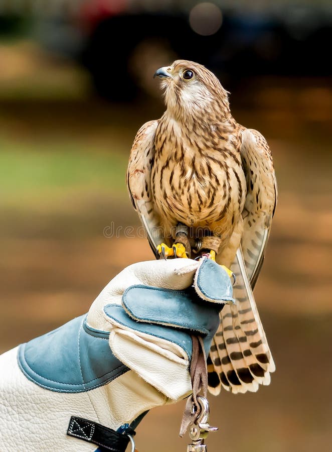 A falcon on handlers hand stock image. Image of aerial - 21331973