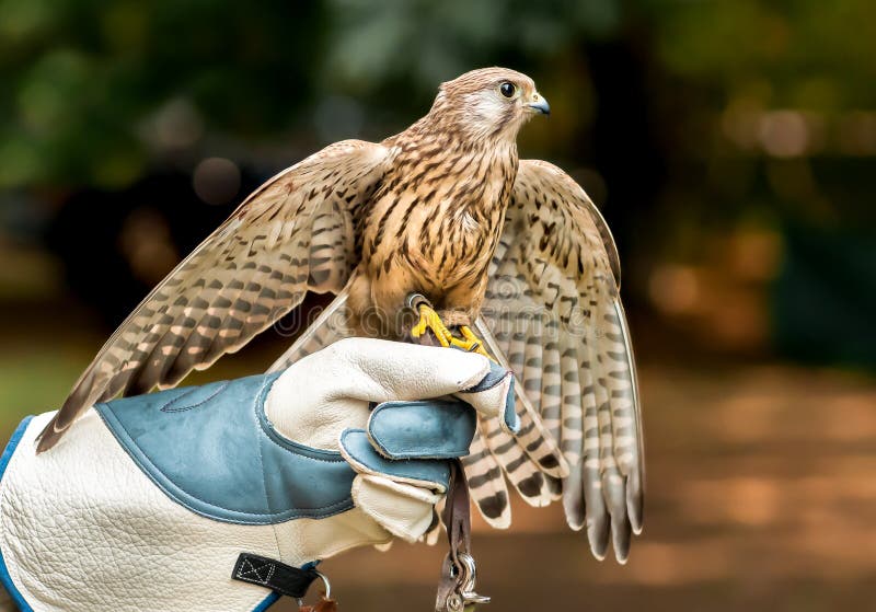 Hawk on Handlers Hand and Looking Up Stock Photo - Image of hawk ...
