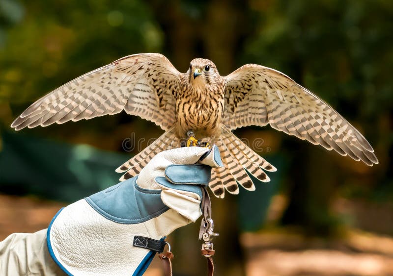 Hawk on Handlers Hand with Open Wings Stock Image - Image of hand ...