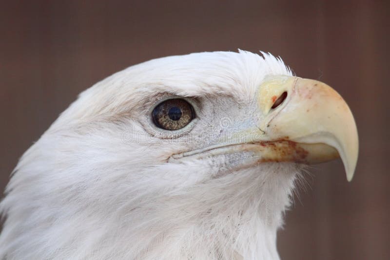 Hawk head stock photo. Image of portrait, bird, hawk, profile - 4804088