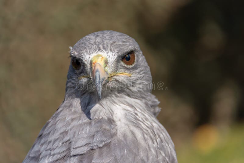 Hawk watching the camera 2 stock photo. Image of closeup - 127339166