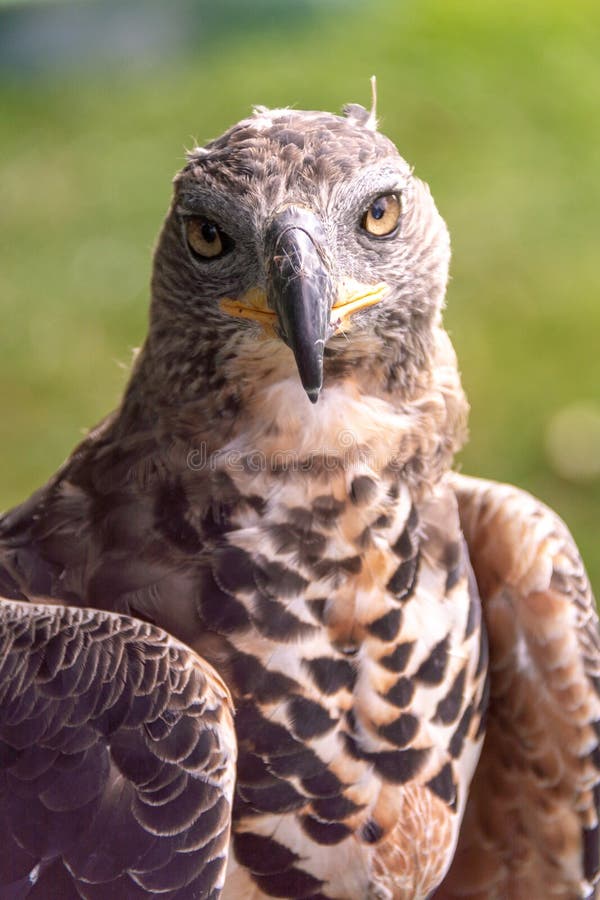 Falcon - Hawk Looking To the Camera Stock Image - Image of claws ...