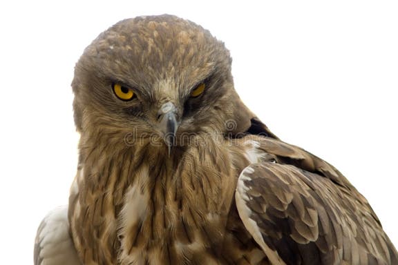 Hawk Head Close-up Isolated Stock Image - Image of falcon, hunting ...