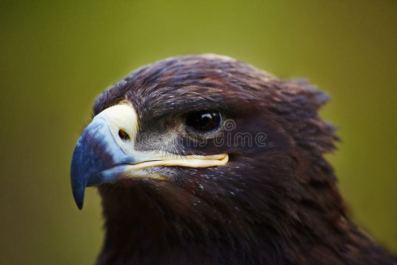 Hawk Head Profile Isolated stock image. Image of raptor - 118284319