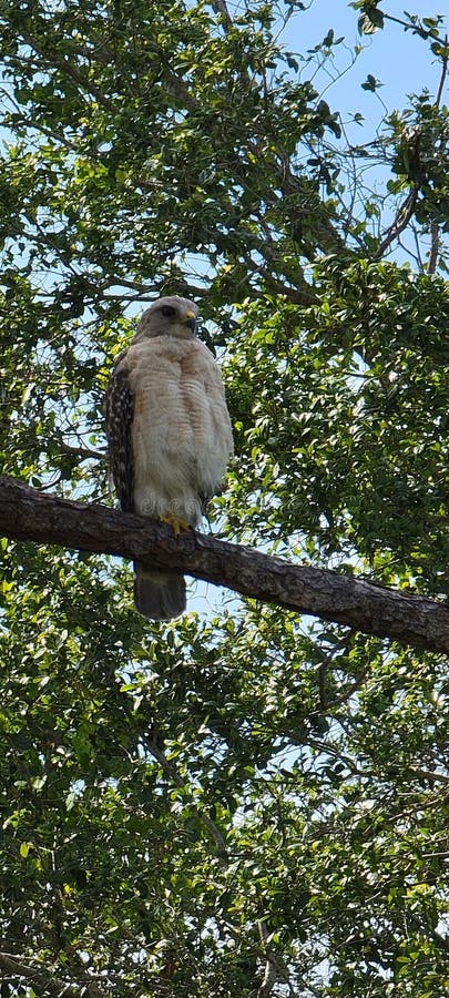 Hawk hiding in the tree stock photo. Image of forest - 280371632