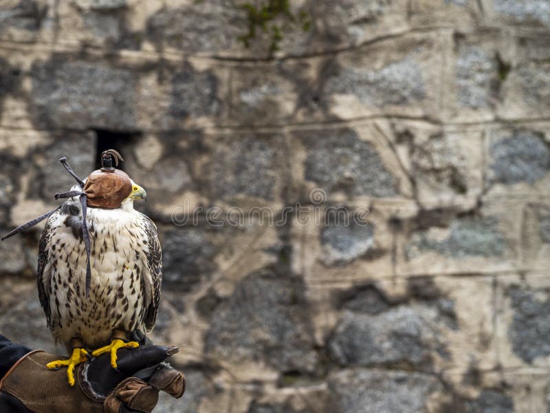 A Hawk on His Handler S Hand Stock Image - Image of view, closeup ...