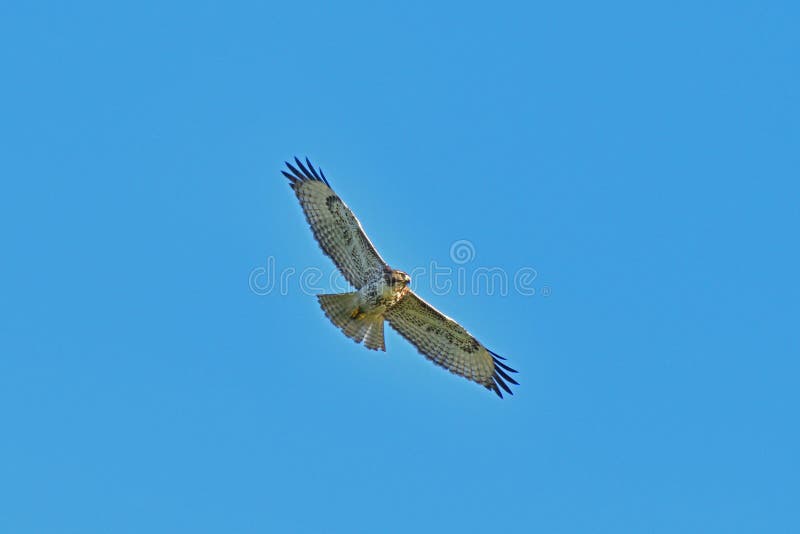 A Hawk Hovering stock image. Image of large, bush, animal - 113961417