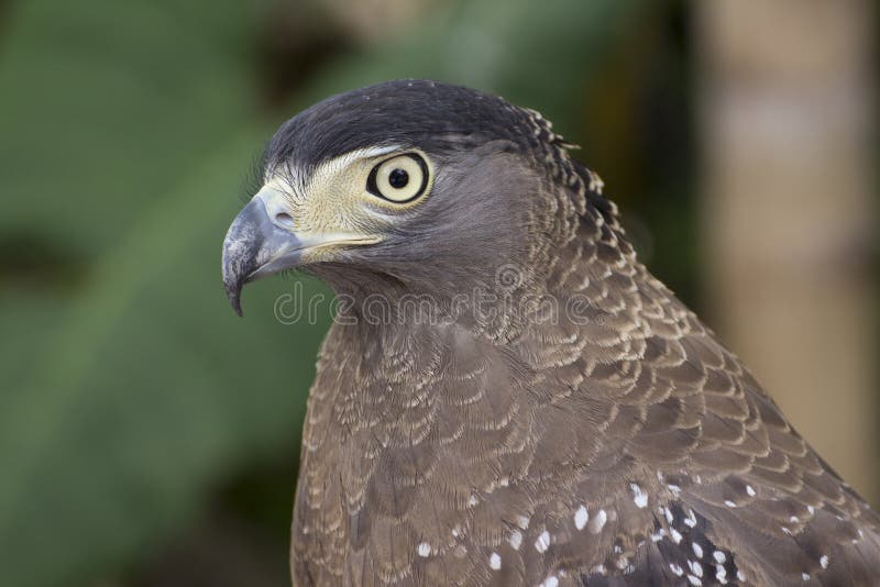 Hawk, the hunter stock photo. Image of graceful, wildlife - 49725470