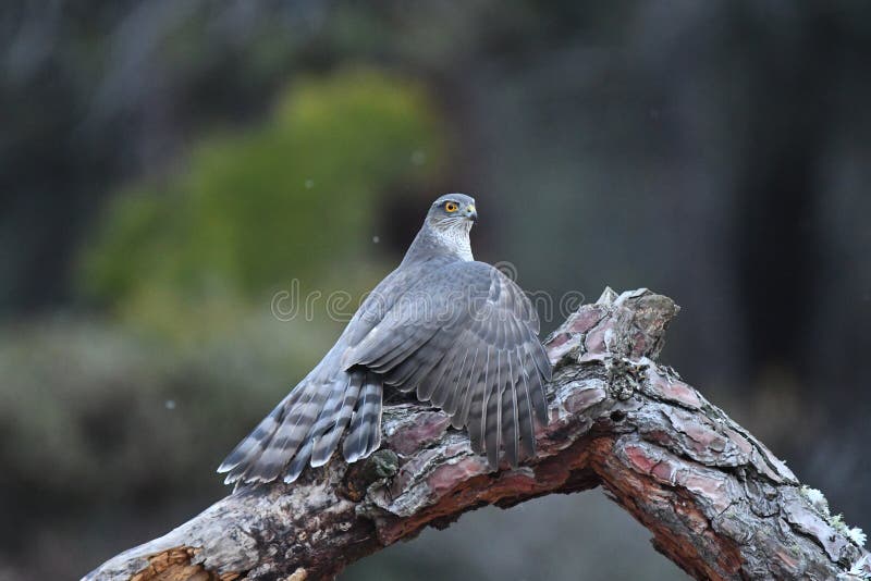 Hawk stock photo. Image of griffon, bargains, dogs, grouse - 246415704